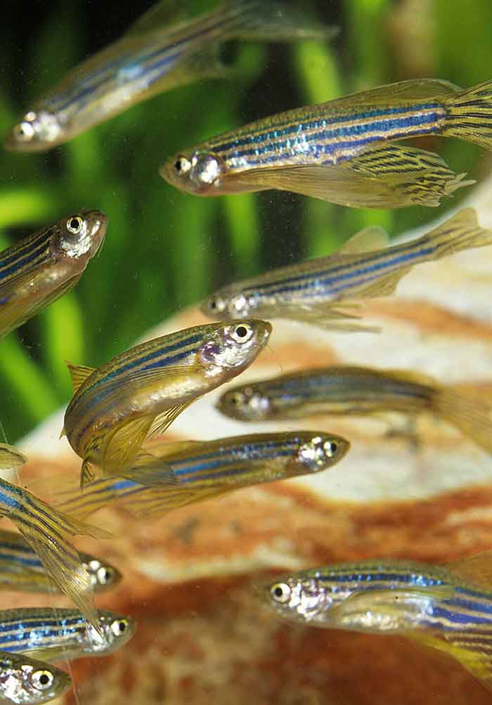 Zebrafish as an Experimental Model for Inherited Retinal Diseases ...