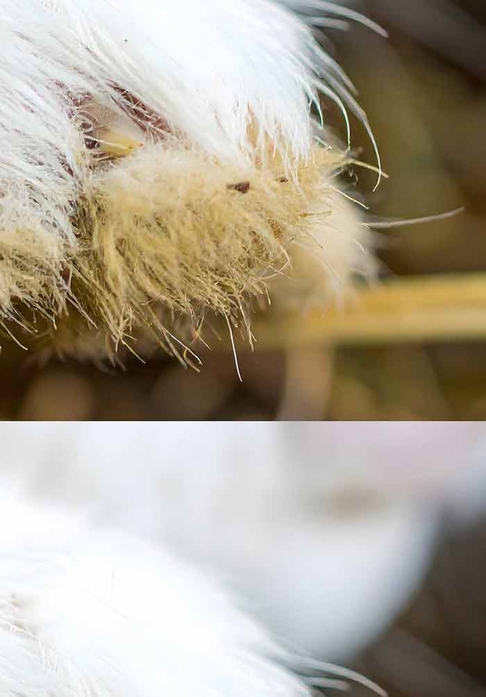 Animal Models in Biomedical Research - Innovative Approaches and ...