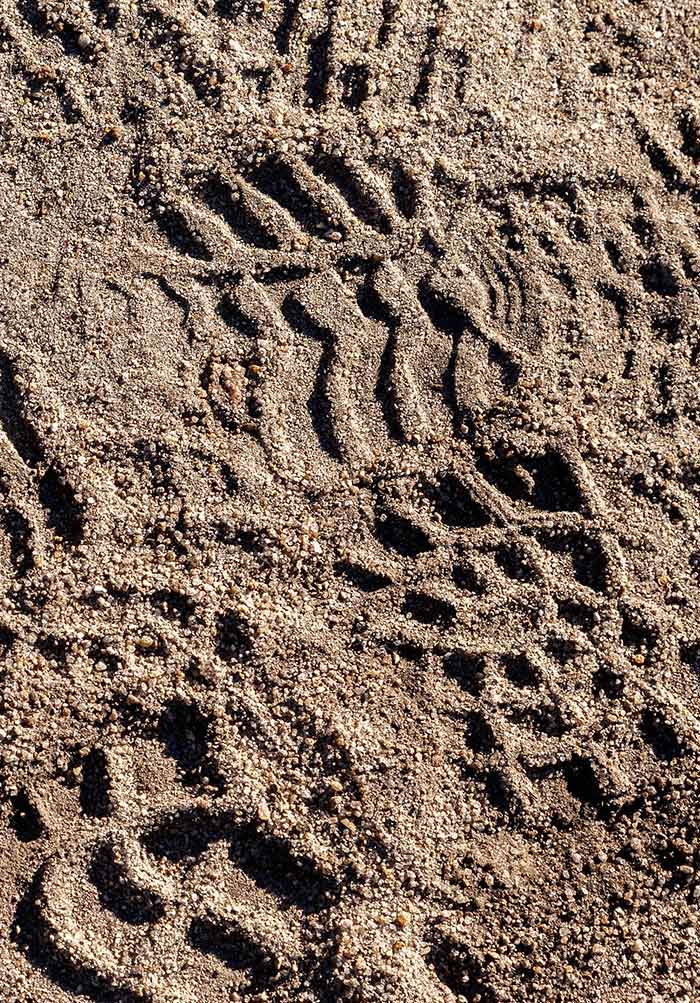 Semiotics in Transition - Signs, Media, and Ecologies of Meaning in the ...