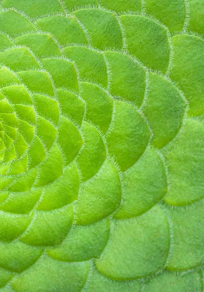 Plant Anatomy - Internal Structure and Functional Organization of ...